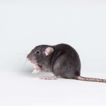 Rodent & Pest Control Services | Exterminator