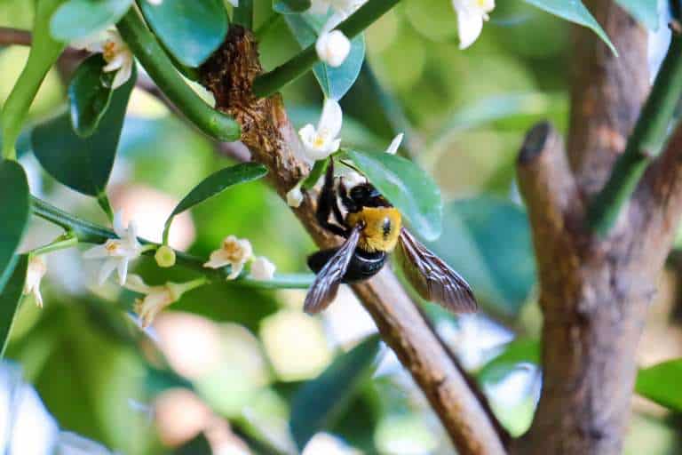 Carpenter Bees - Rodent & Pest Control Services | Exterminator