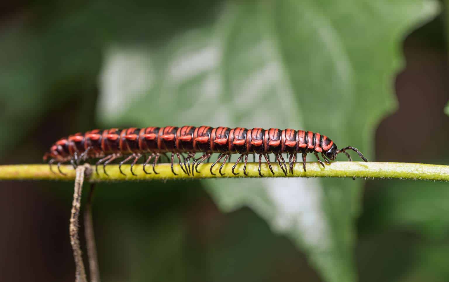 Millipedes/Centipedes - Rodent & Pest Control Services | Exterminator