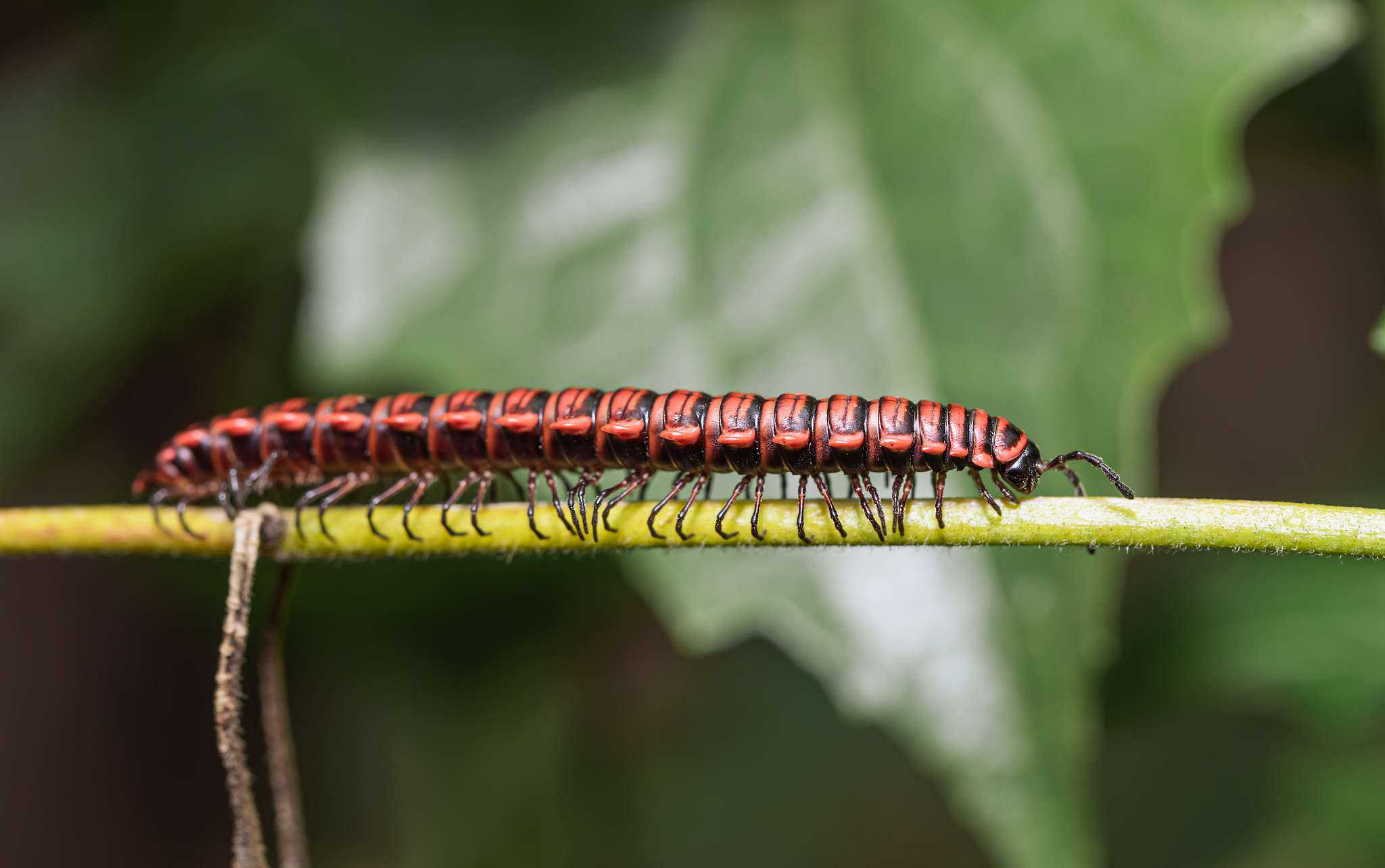 Millipedes/Centipedes - Rodent & Pest Control Services | Exterminator
