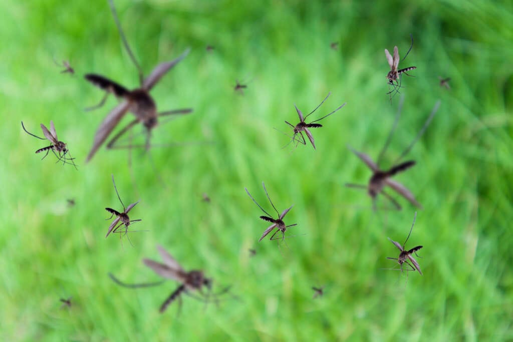 A Complete Guide To Mosquitoes