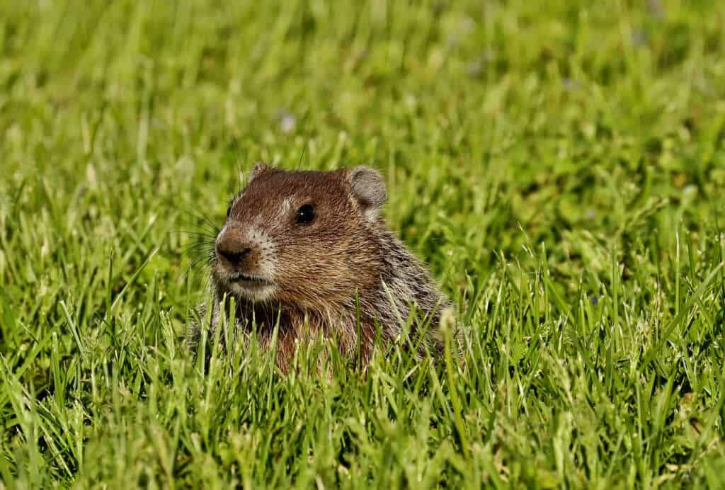 Groundhogs - Rodent & Pest Control Services | Exterminator