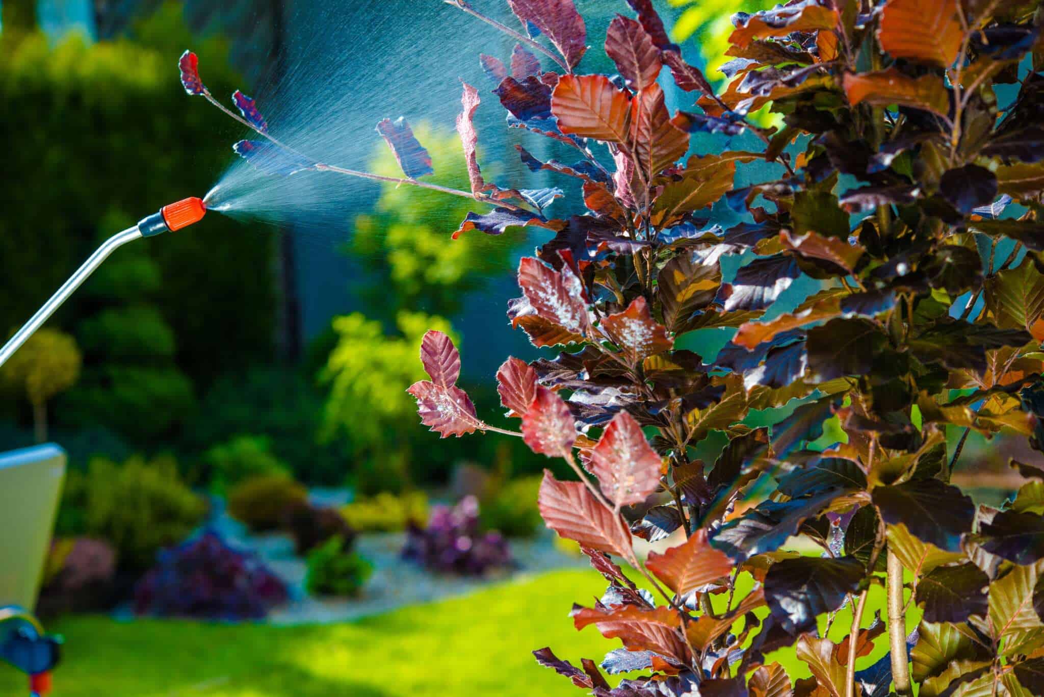 A Glossary of Common Pest Control Terms