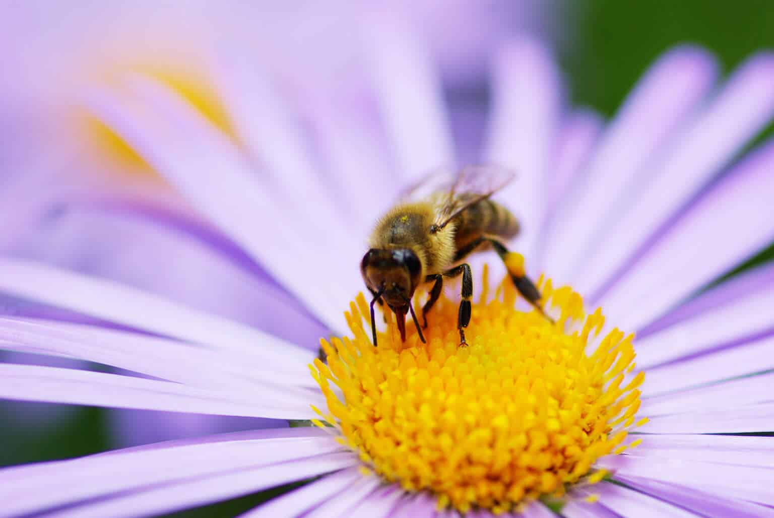 5 Pollinating Pests