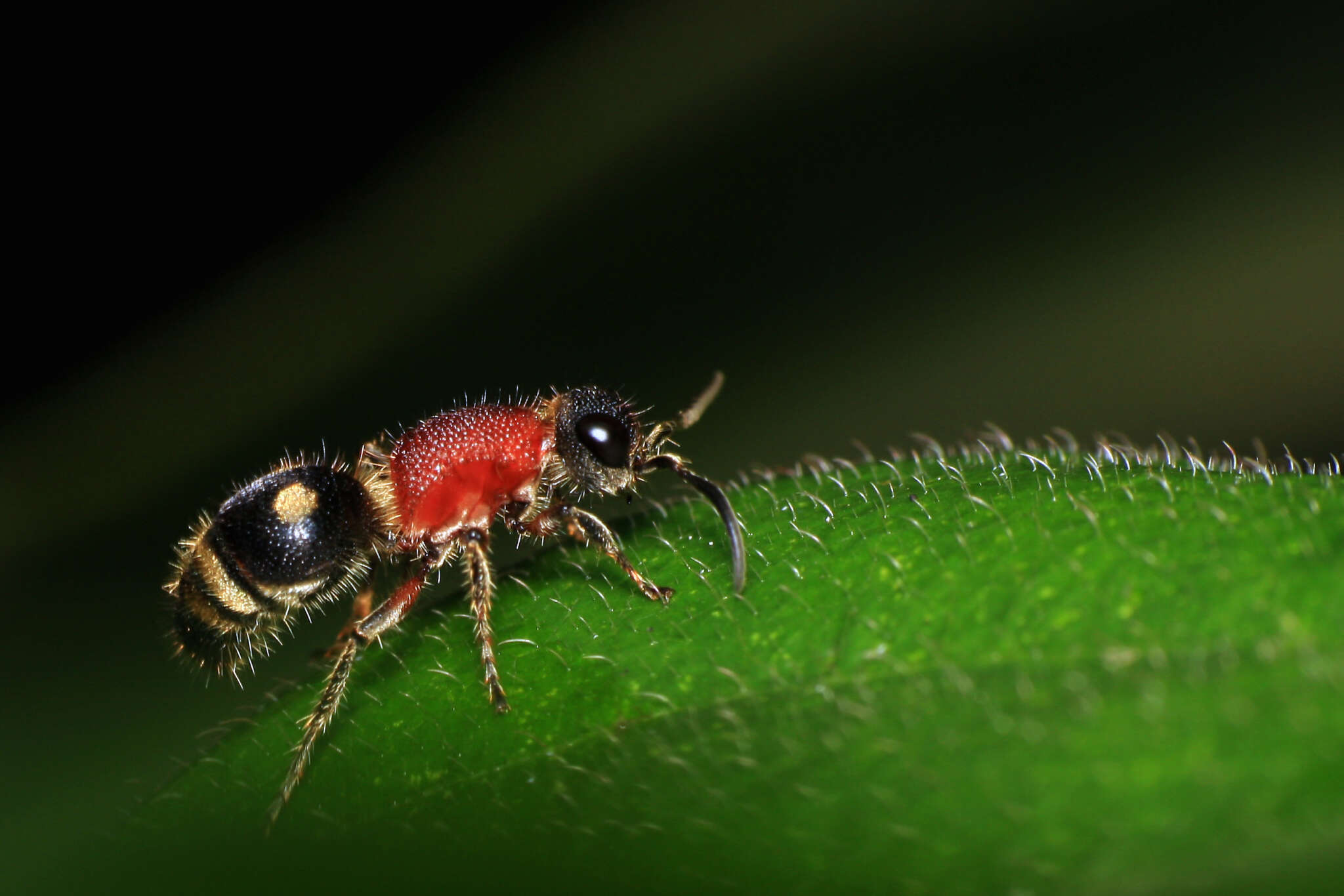 Velvet Ants: Why These Wasps Are Adorable Nightmares