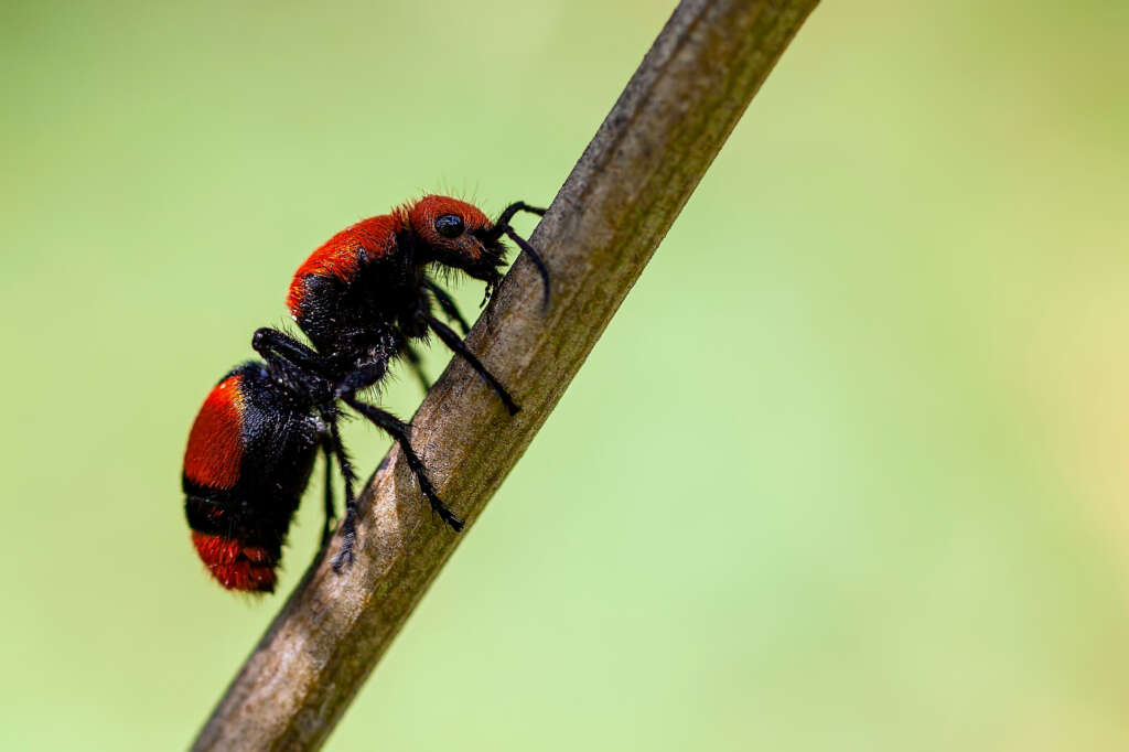 Velvet Ants: Why These Wasps Are Adorable Nightmares