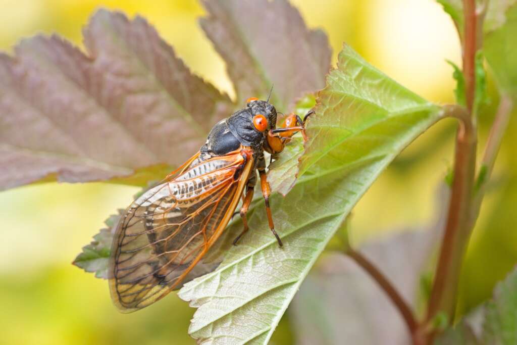 6 Pressing Questions About Cicadas