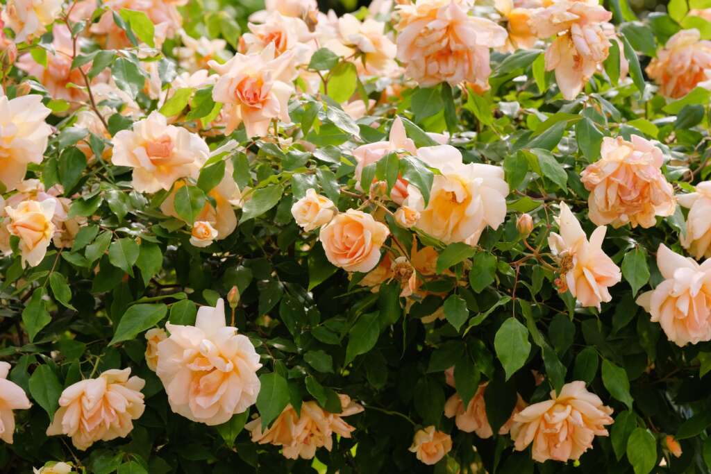 5 Rose Pests That Ruin Your Blooms