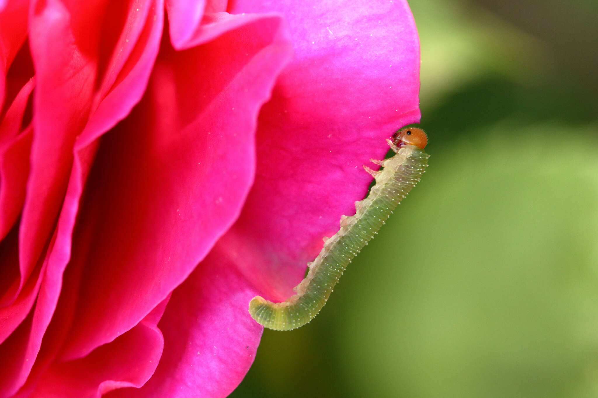 5 Rose Pests That Ruin Your Blooms