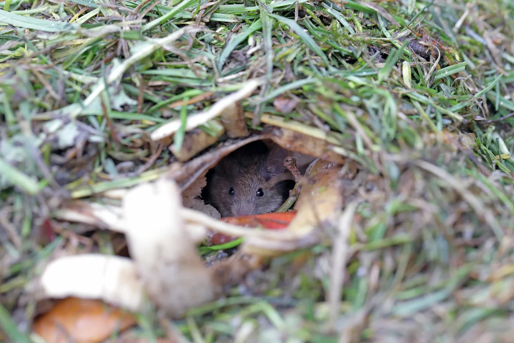 House Mouse Infestation Signs and Prevention Tips for Your Home